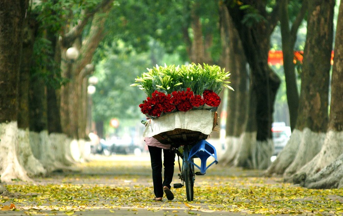Hanoi spring season — Charming photos of Hanoi in “Sua flower” season ...