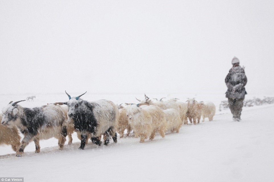 Changpa nomads — A nomadic tribe in the Himalayas with no money and no ...