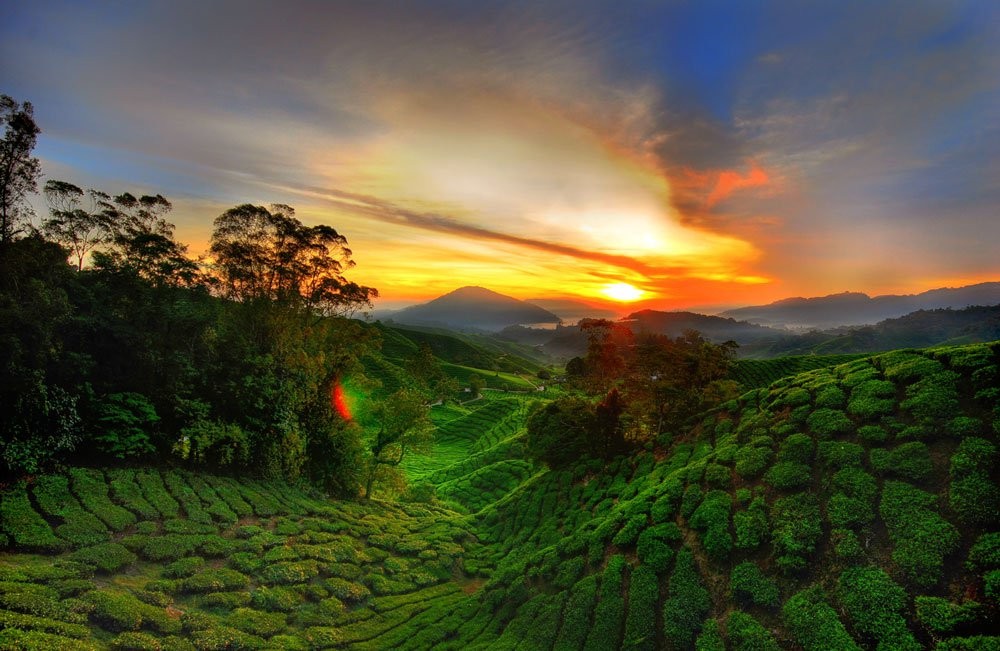 Exploring Cameron Highlands – A peaceful place in the heart of Malaysia ...